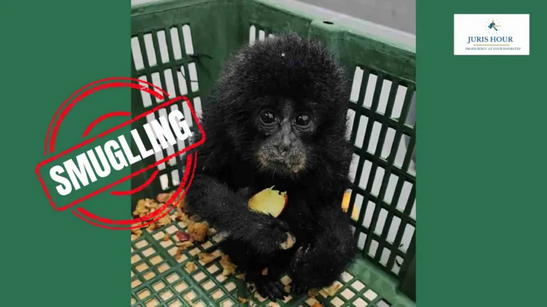 Monkey Smuggling: Customs Rescue Endangered Monkeys