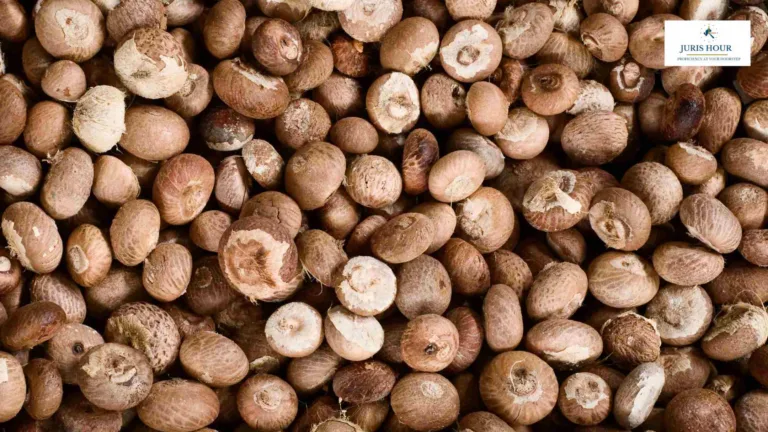 Roasted Areca Nuts Rightly Classified Under CTH 2008 19 20: Allahabad ...